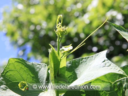 Photos de la cuisine de l'ile de la Réunion - Liledelareunion.com