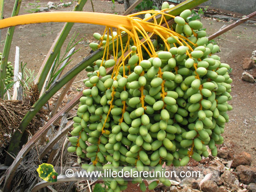 Photos de la cuisine de l'ile de la Réunion - Liledelareunion.com