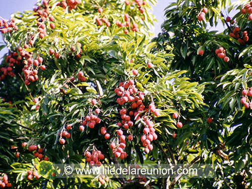 Photos de la cuisine de l'ile de la Réunion - Liledelareunion.com