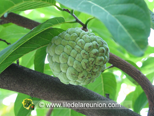 Photos de la cuisine de l'ile de la Réunion - Liledelareunion.com